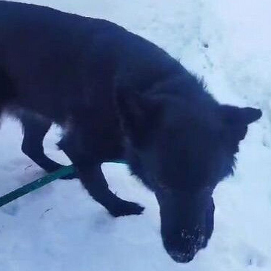 Собака ищет новую семью