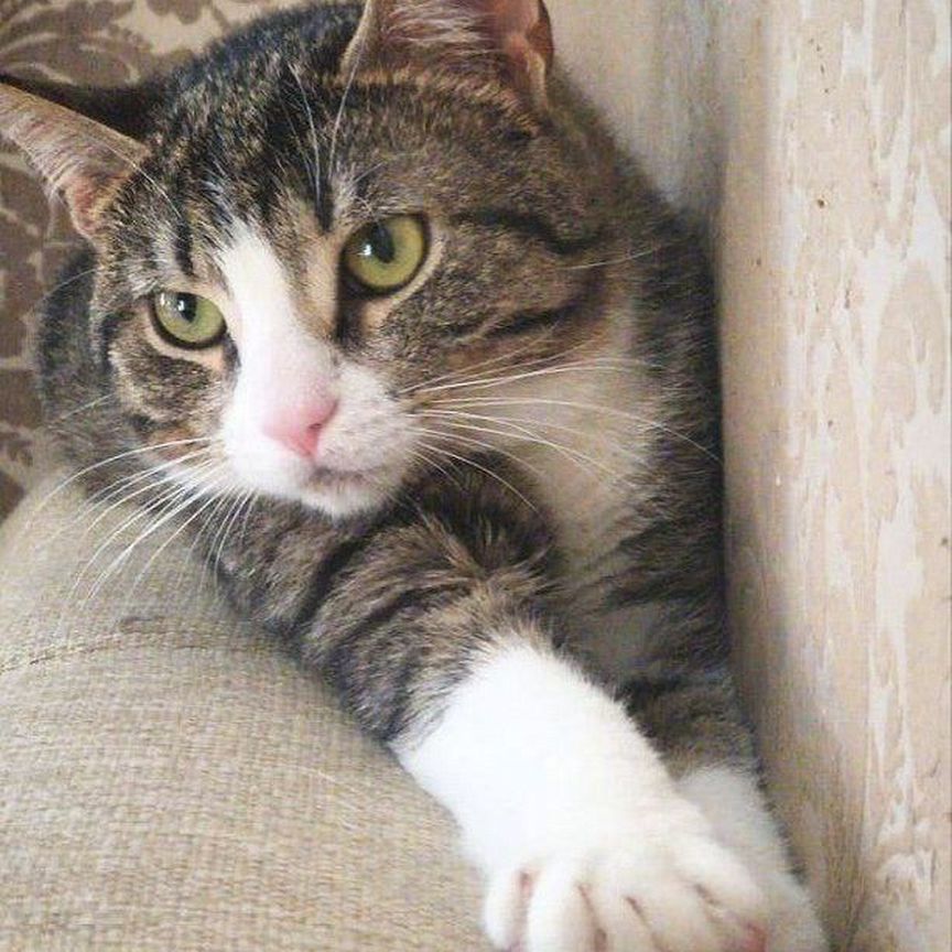 Милейший котик