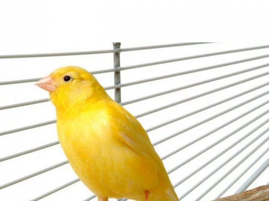 Кенар
