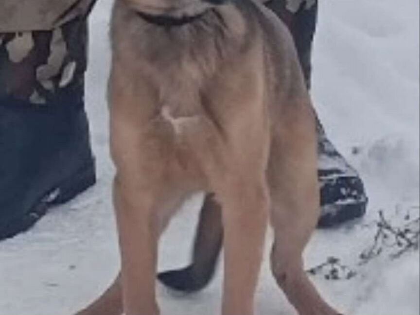 Собаки бесплатно