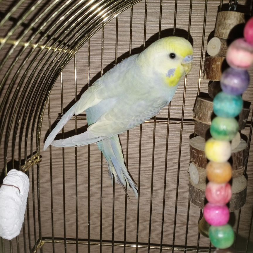 Попугай волнистый мальчик с клеткой