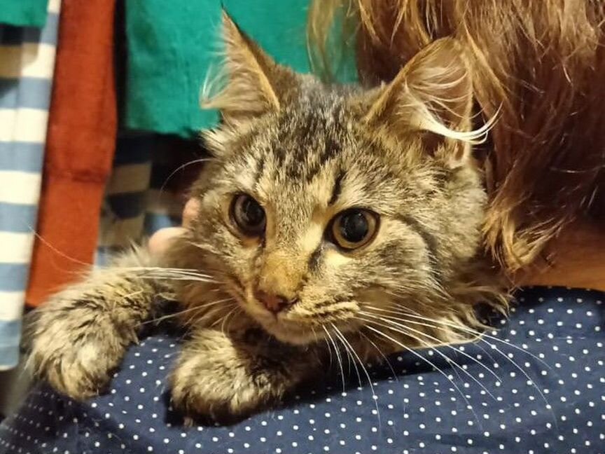 Косой, смешной, умник. Котенок с улицы