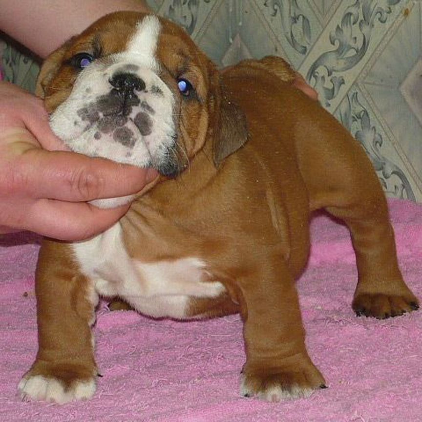 Продам щенят