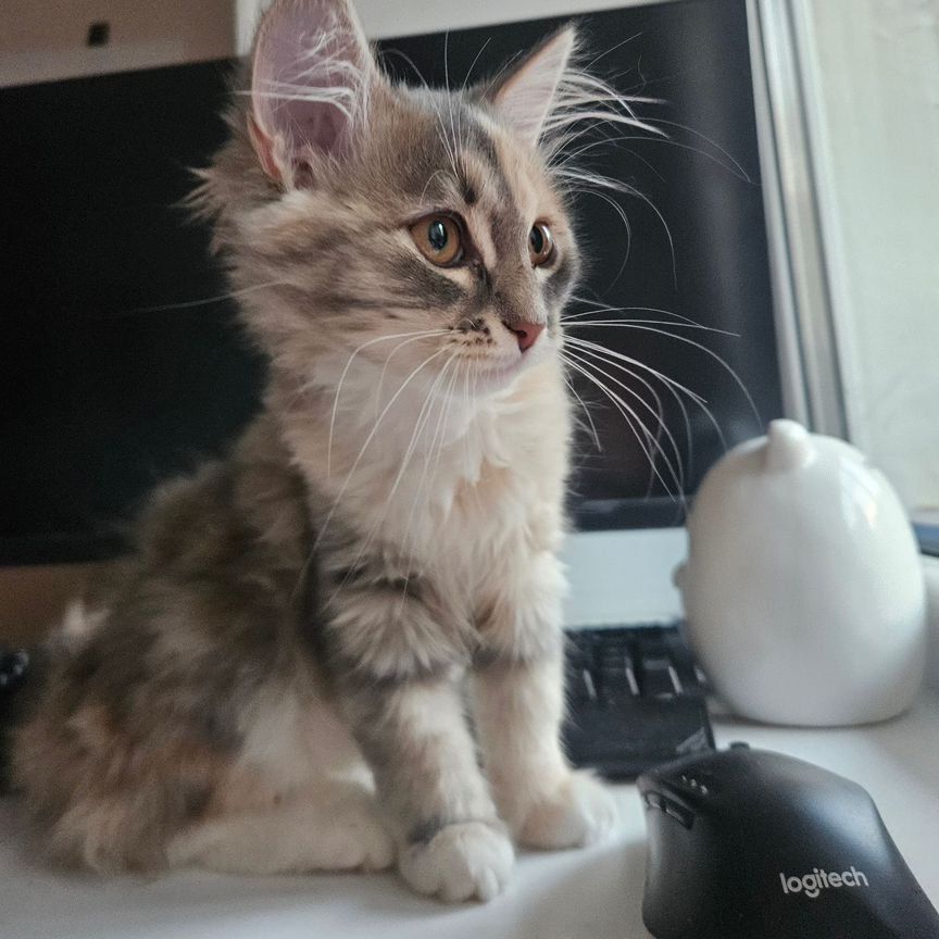 Котёнок в добрые руки