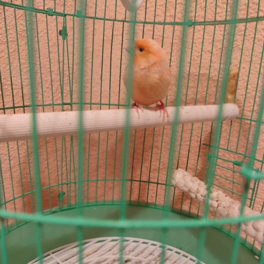 Красный шмель канарейка