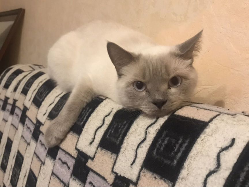 Кот британский