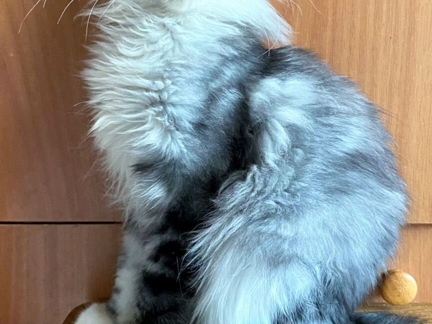 Великолепный мейн-кун