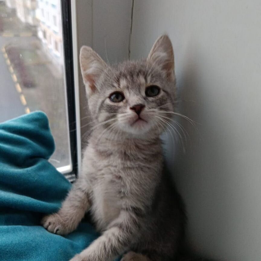 Котенок 1,5месяца
