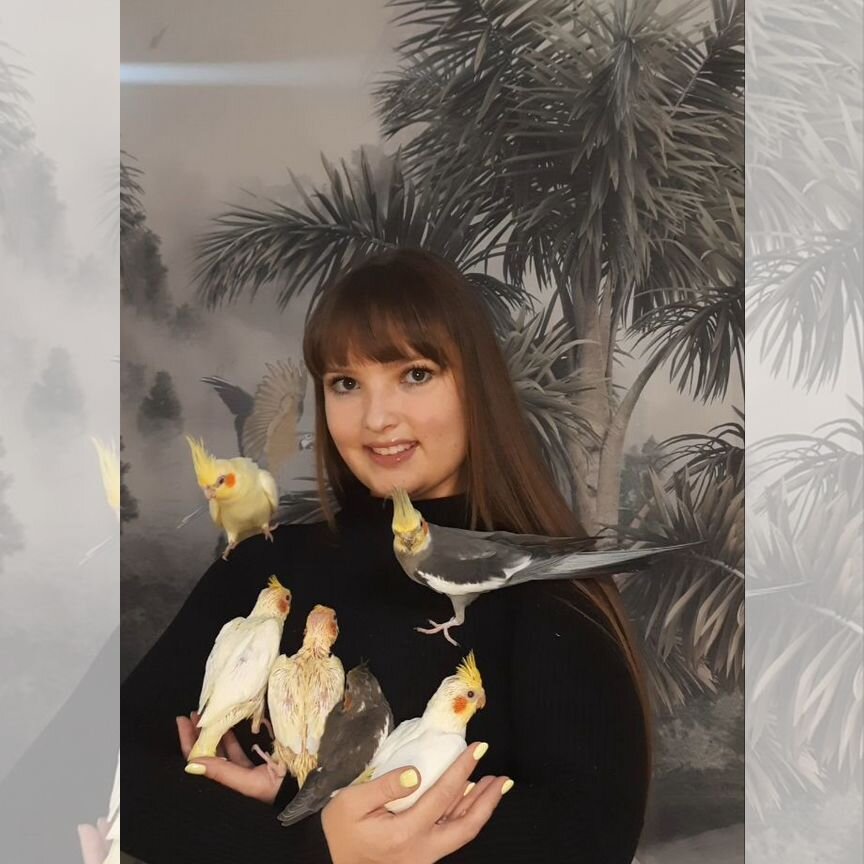 Попугай корелла птенец ручной