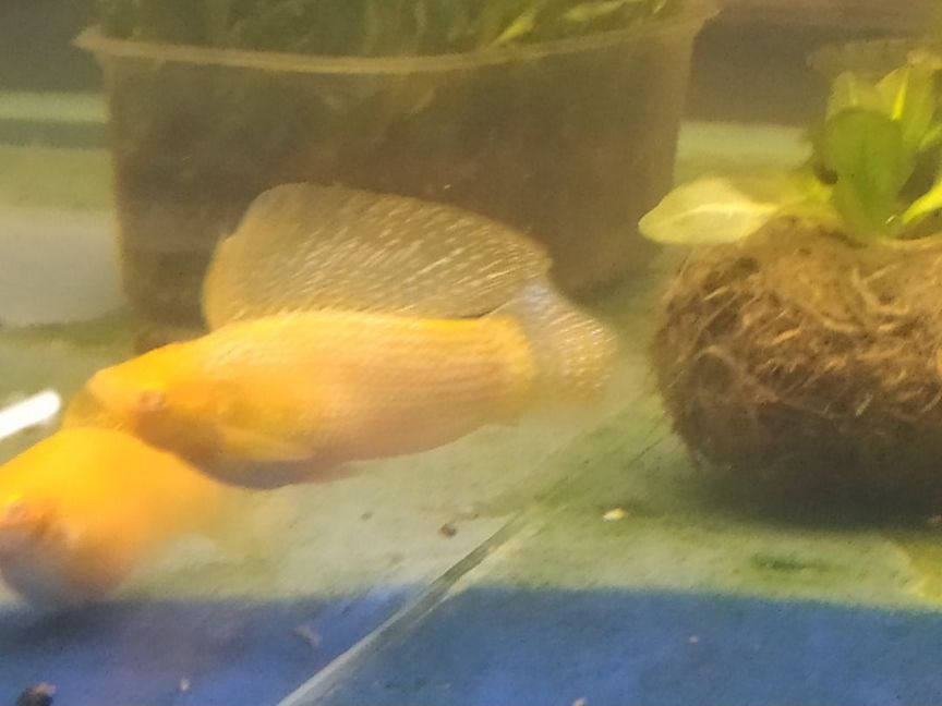 Аквариумные рыбки