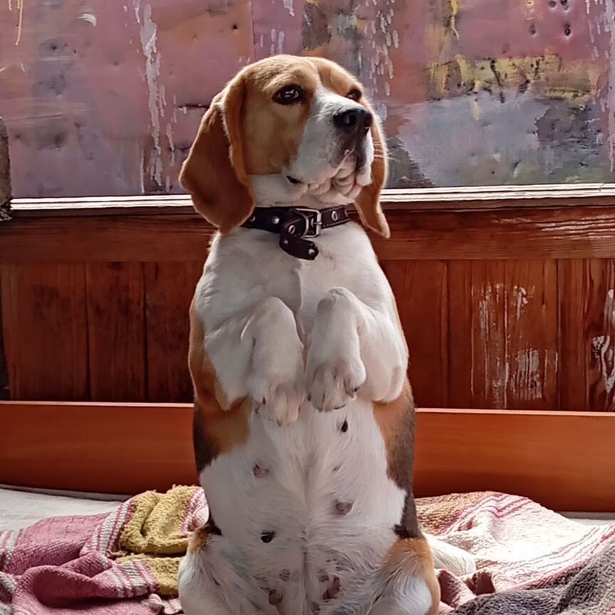 Отдам порода билль с документами