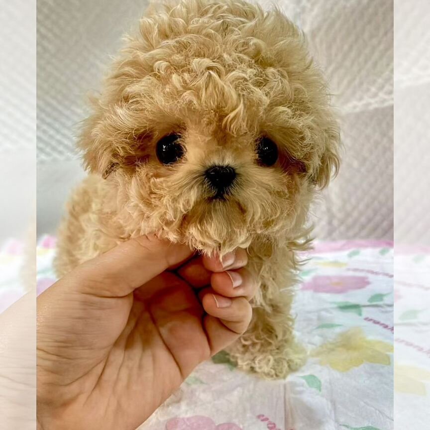 Той-пудель, щенок