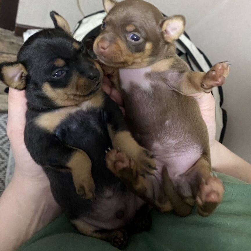 Русский той-терьер, щенок