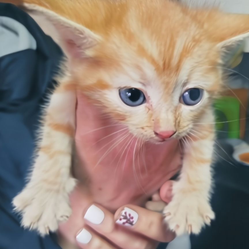 Котёнок в добрые руки