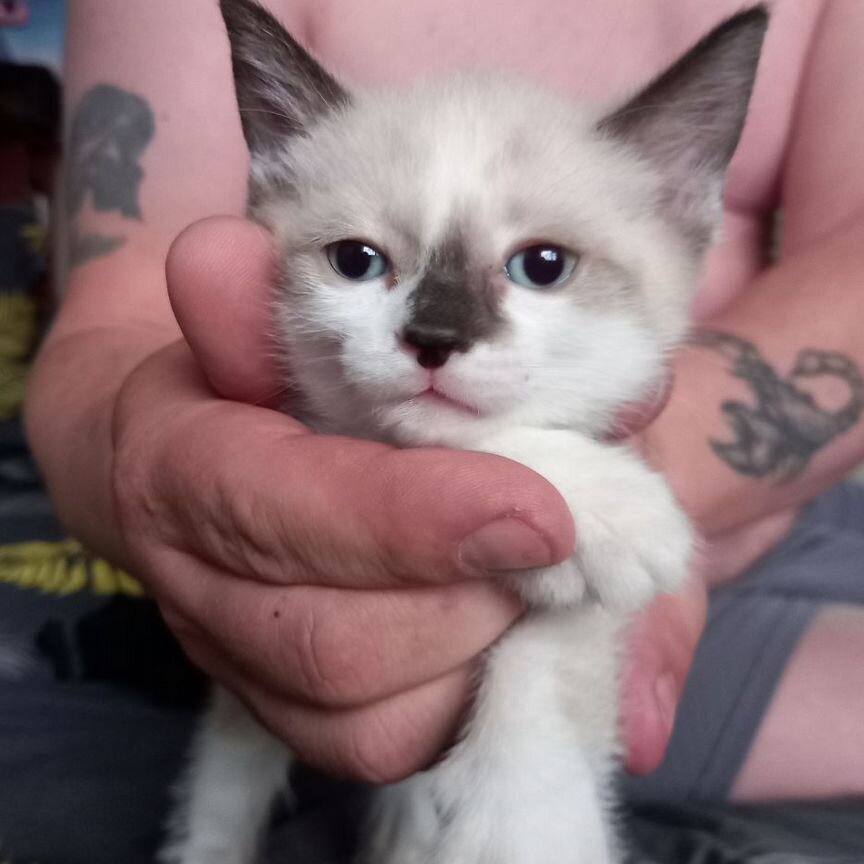 Котёнок в добрые руки