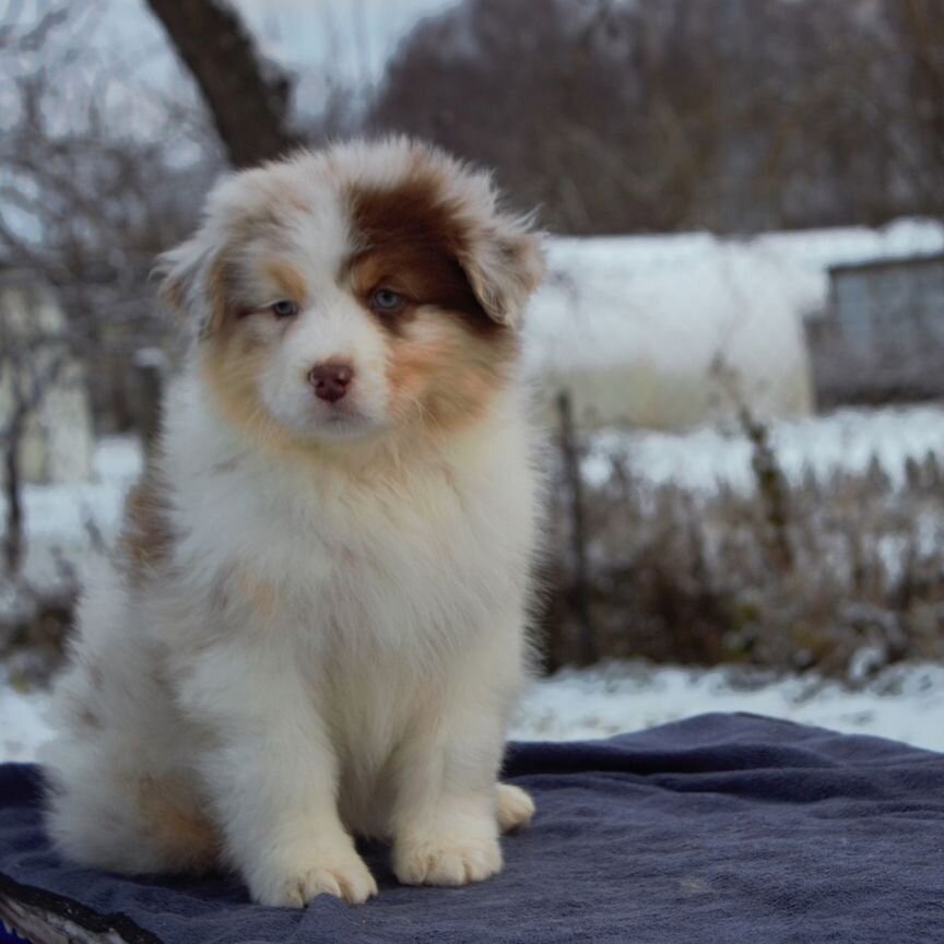 Австралийская овчарка