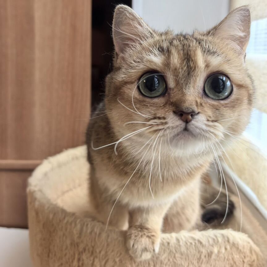 Британский короткошёрстный котёнок