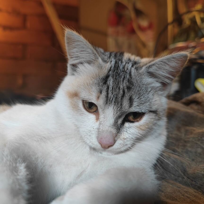 Котенок девочка котейка девочка