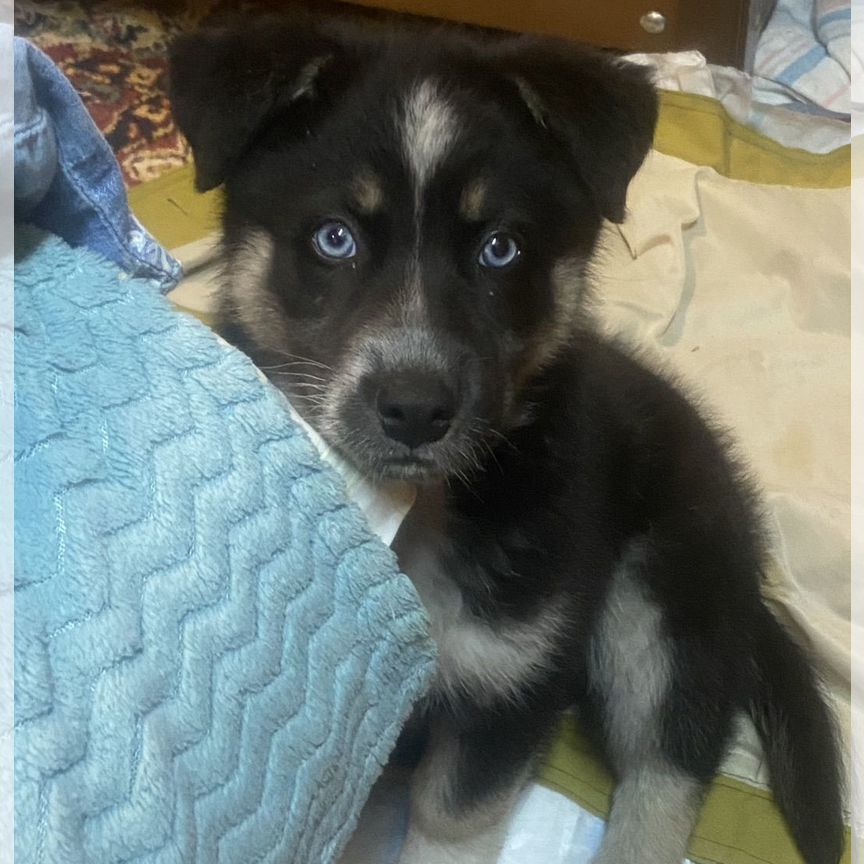 Щенок