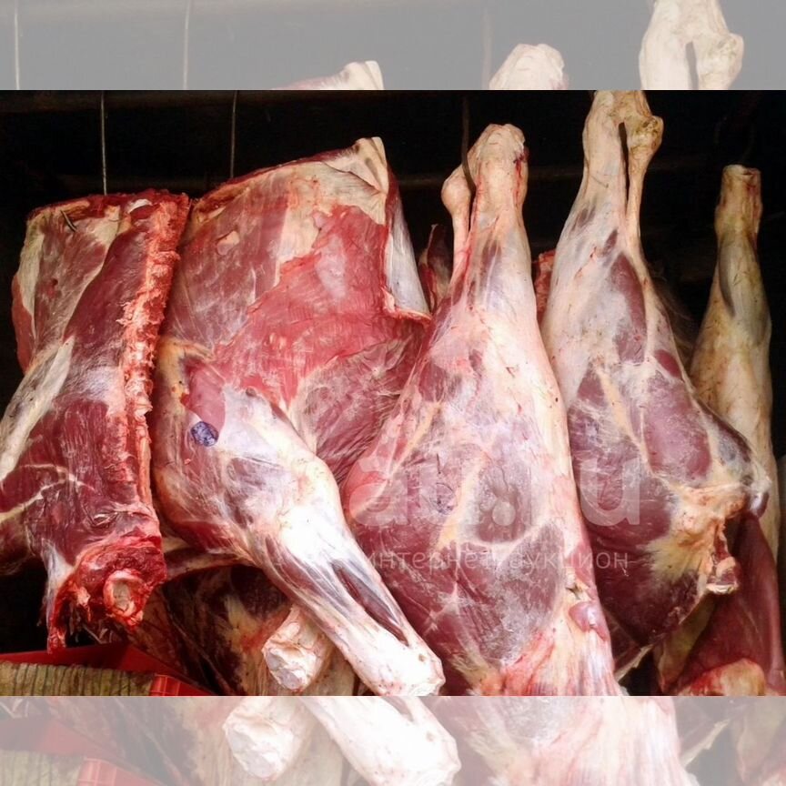 Мясо говядина для собак