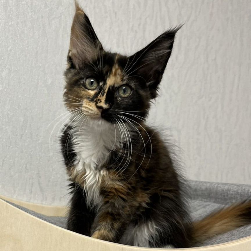 Котёнок мейн-кун