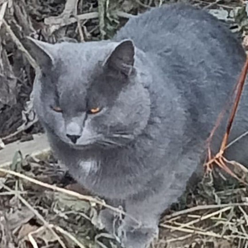 Британский короткошёрстный кот, взрослый