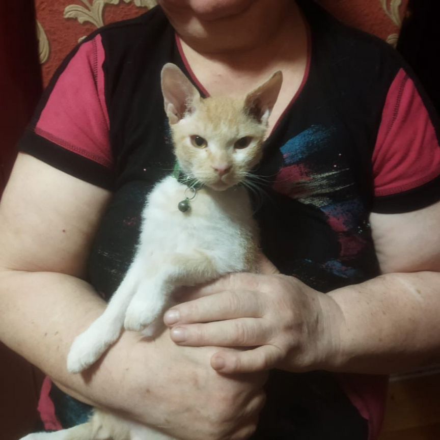 Отдам в добрые руки котенка