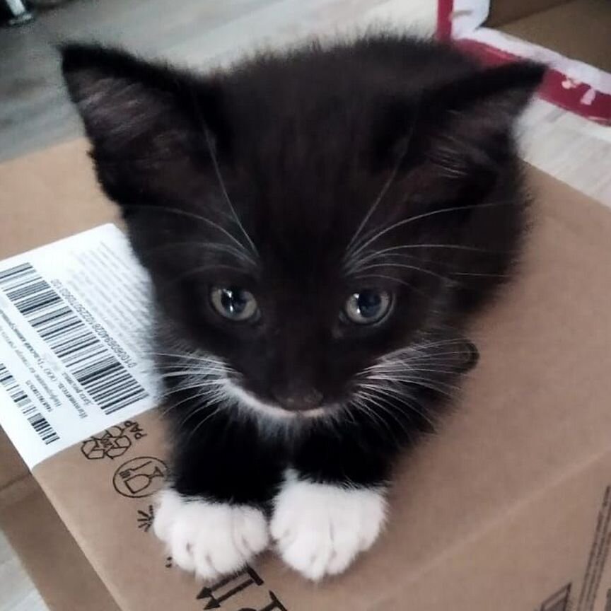 Котёнок в добрые руки