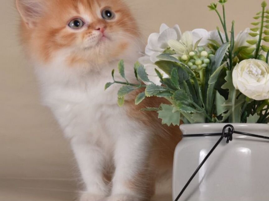 Солнышко котик