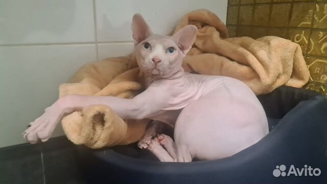 Канадский сфинкс кот