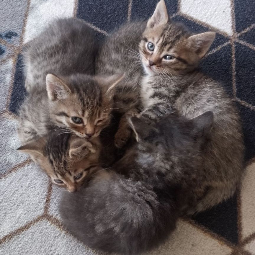 Котёнок в добрые руки