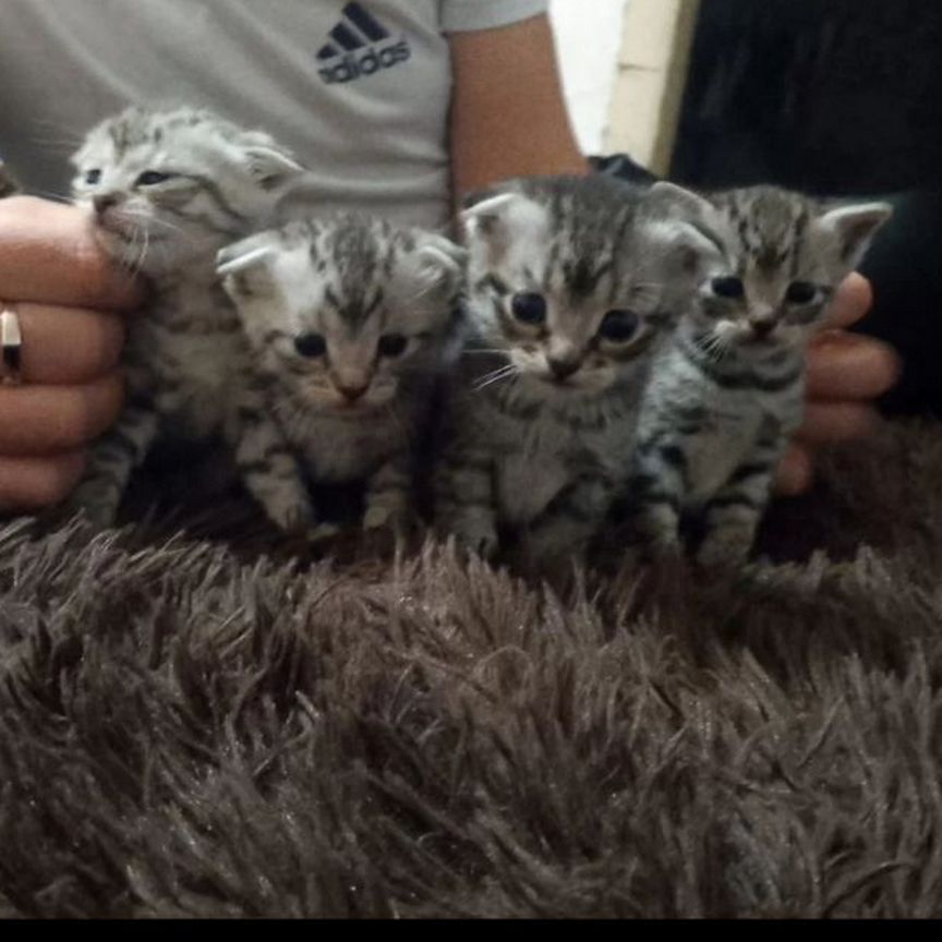Шотландский вислоухий короткошёрстный котёнок