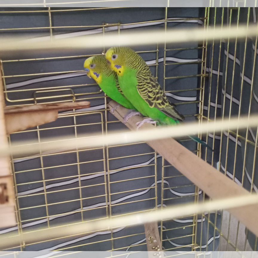 Волнистый попугай