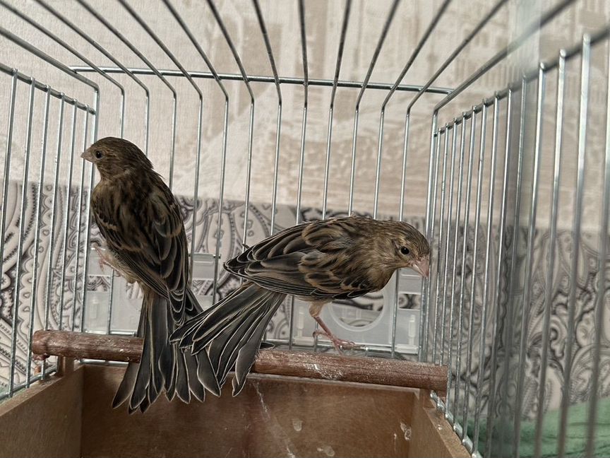 Кенара и канарейки пара