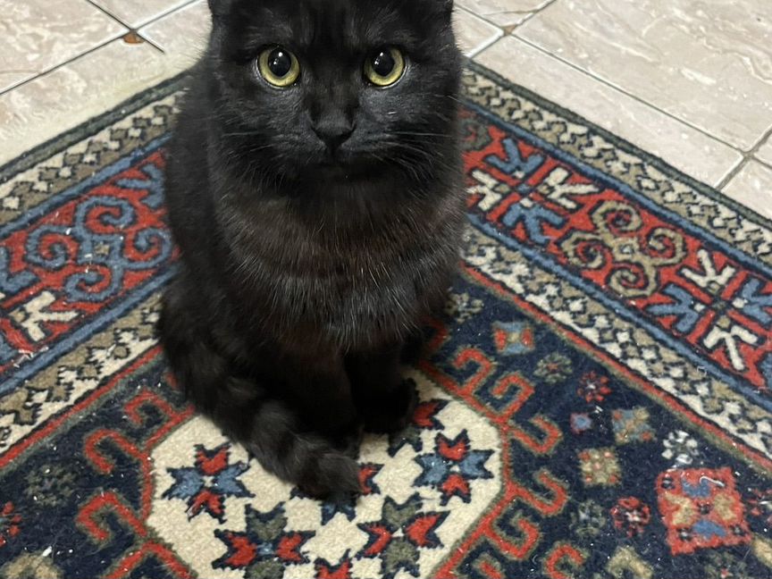 Отдам кошечку в добрые руки