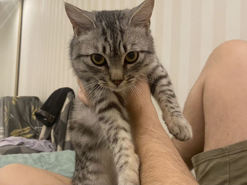 Серебрянный бенгал вязка