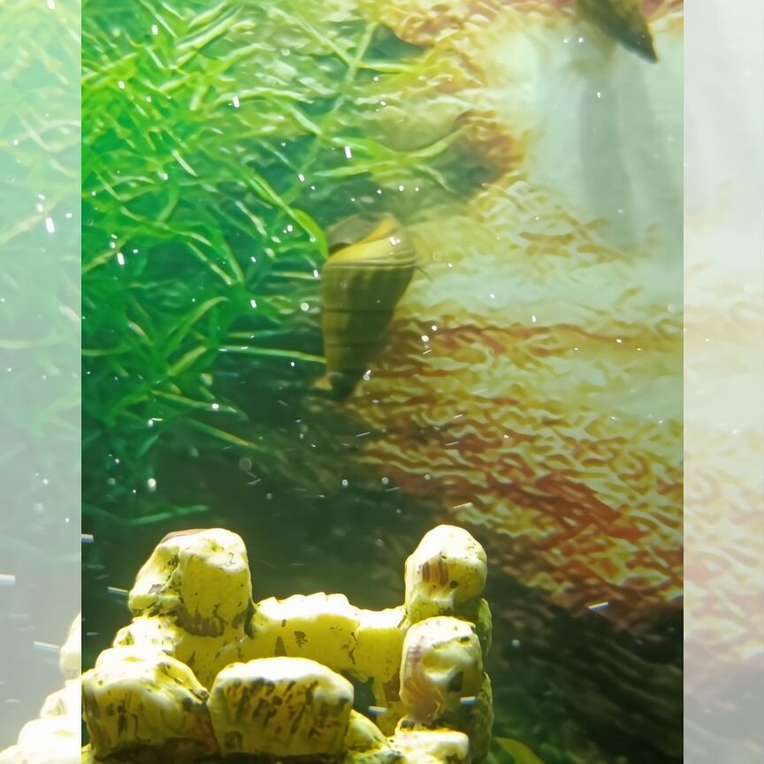 Улитки Геркулес