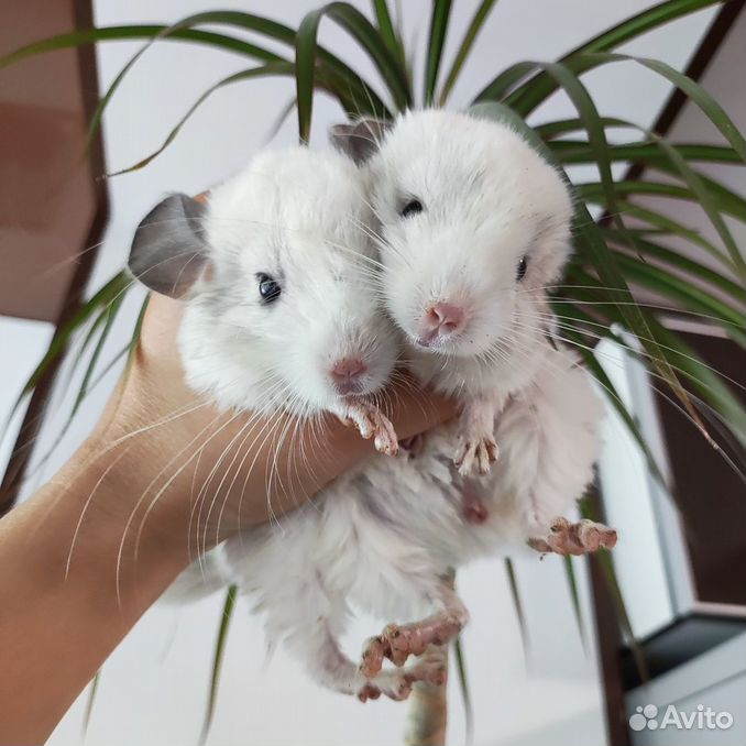 Шиншилла эбони