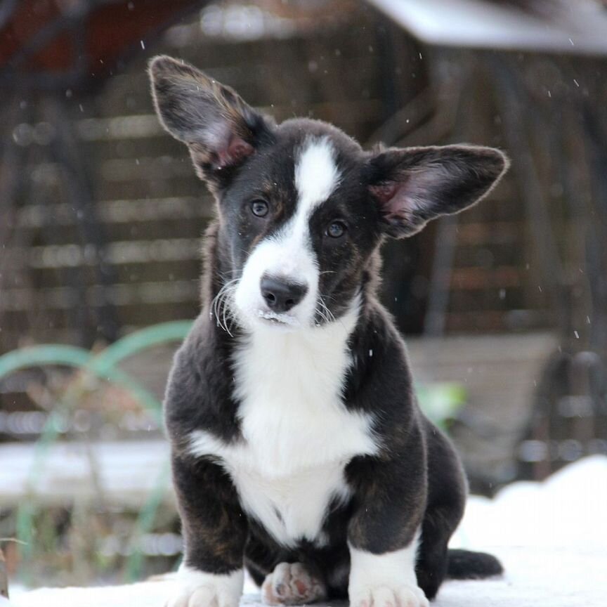 Щенок вельш корги кардиган