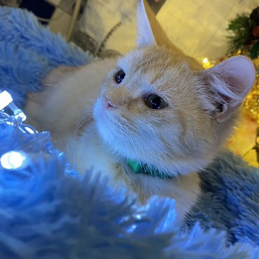 Котёнок в добрые руки