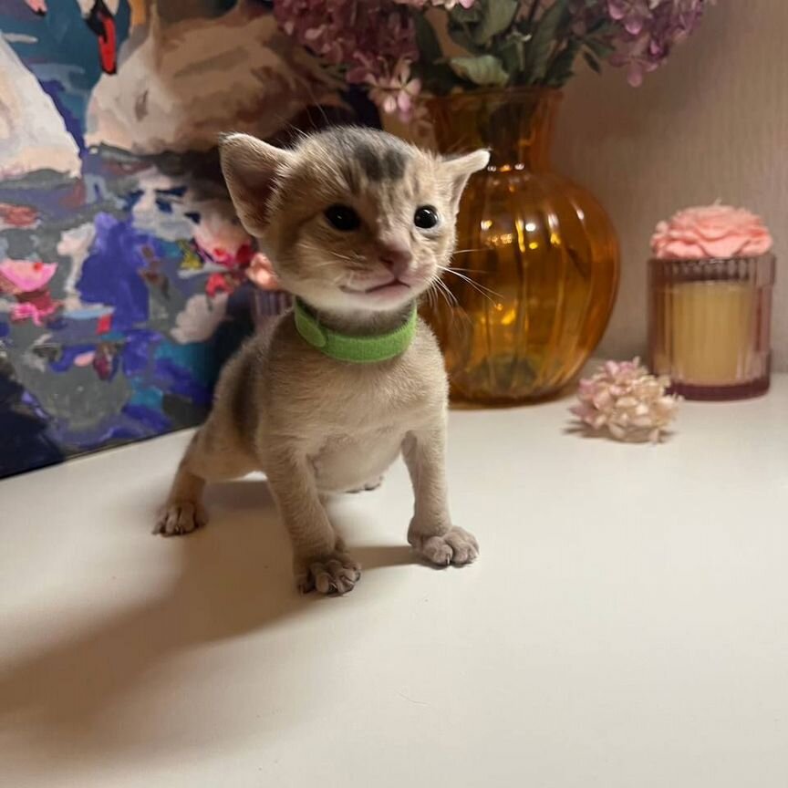 Абиссинский котёнок