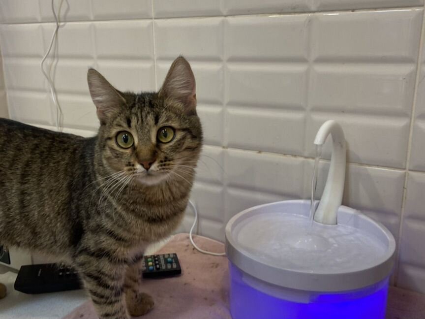 Кошка крошка