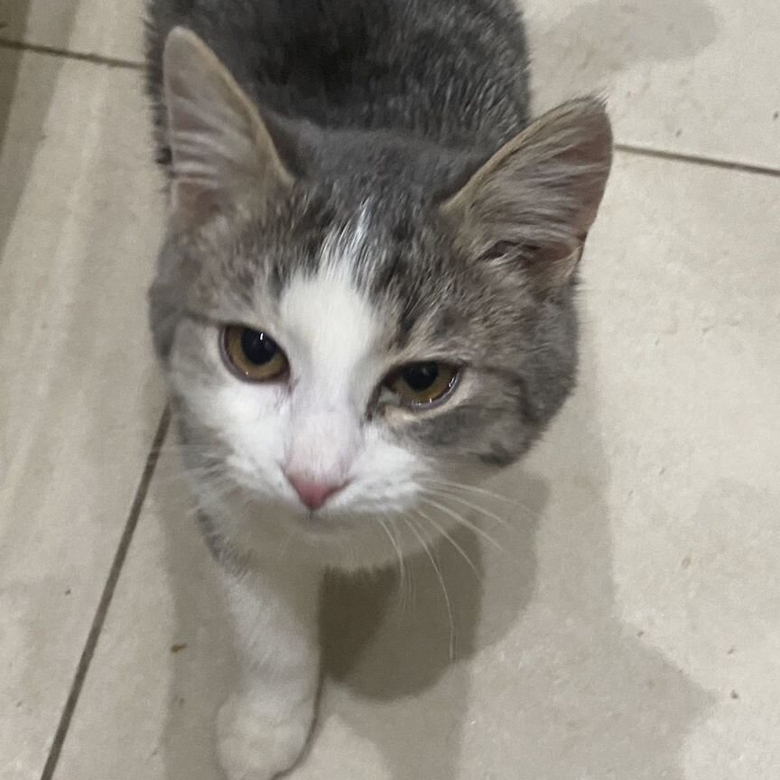 Котёнок в добрые руки