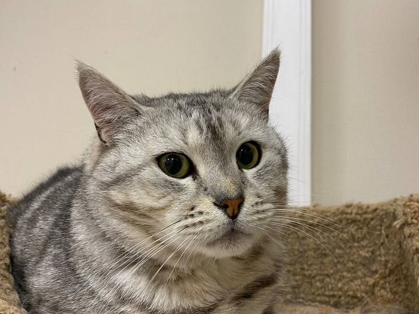 Роскошный Кристоф ищет дом