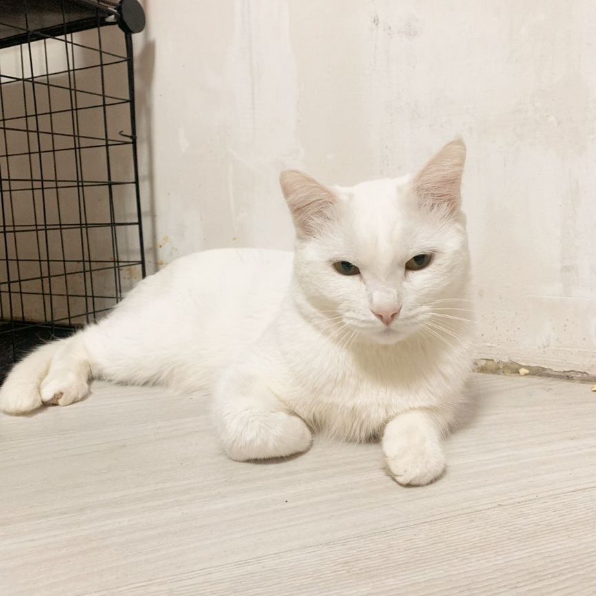 Коты в добрые руки