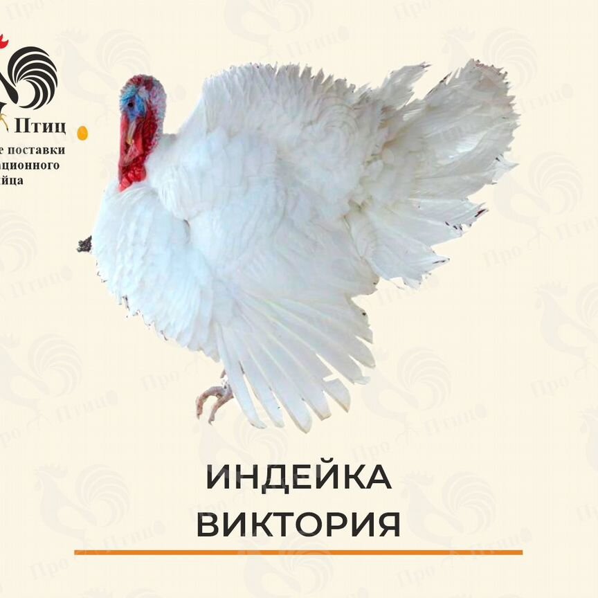 Инкубационное яйцо индейки Виктория (Россия)