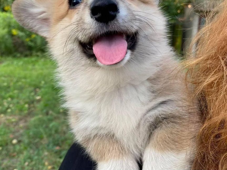 Щеночки вельш корги