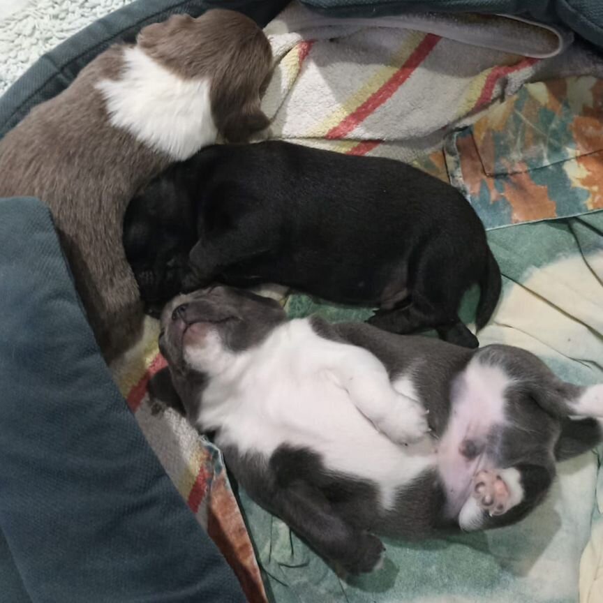 Щенки чихуахуа стандарт