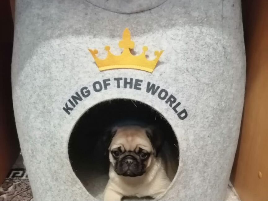 Мопс