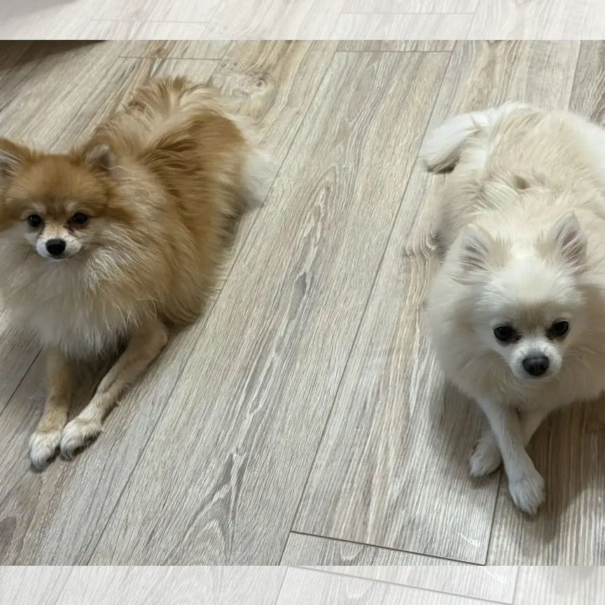 Померанский шпиц, щенок